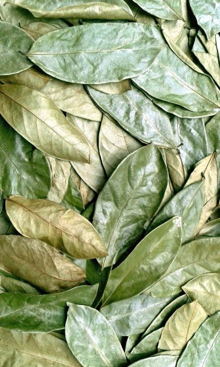 Feuilles de corossol séchés – Togo éxotique